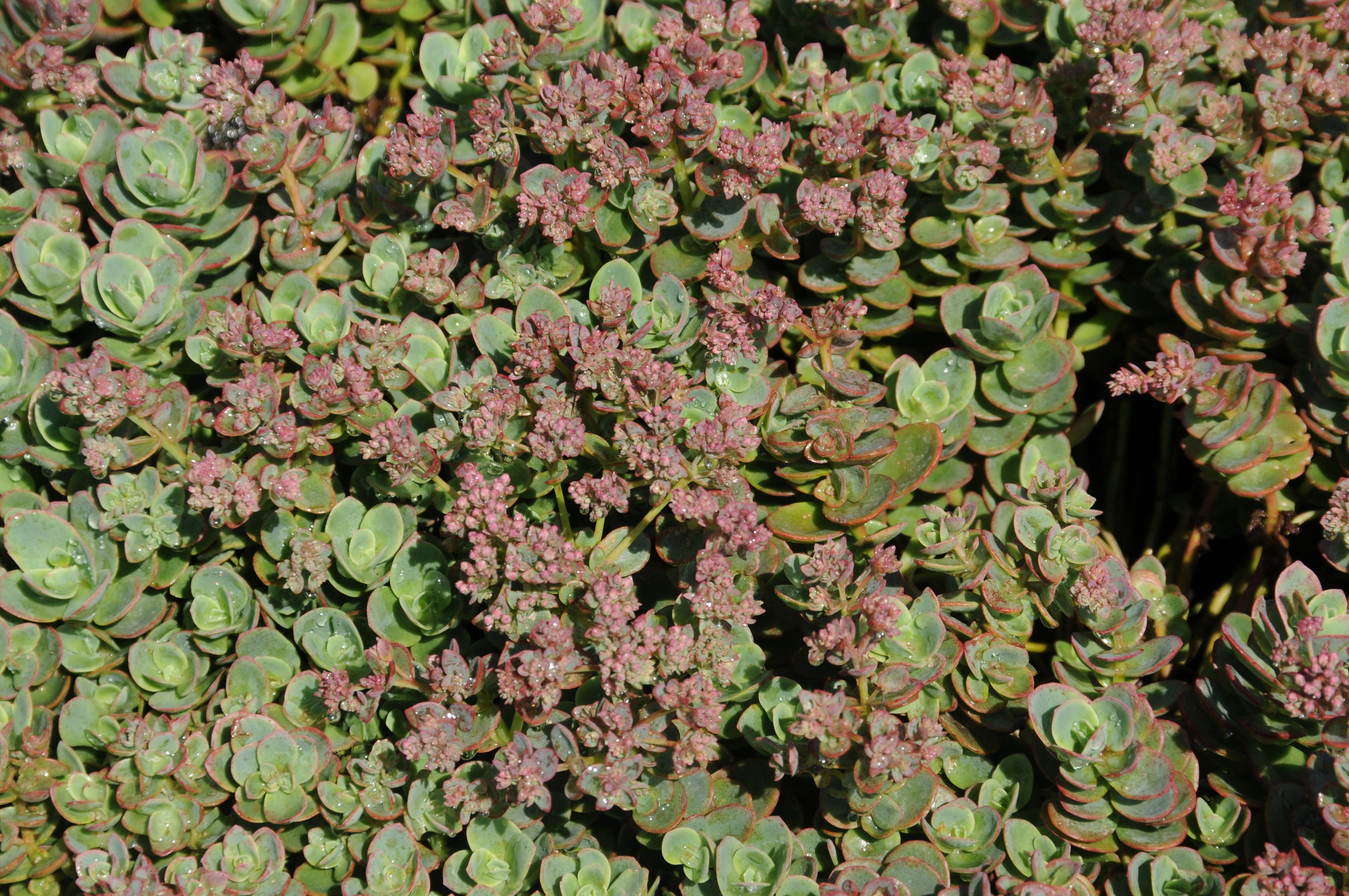Lime Zinger Sedum – HC Gardens